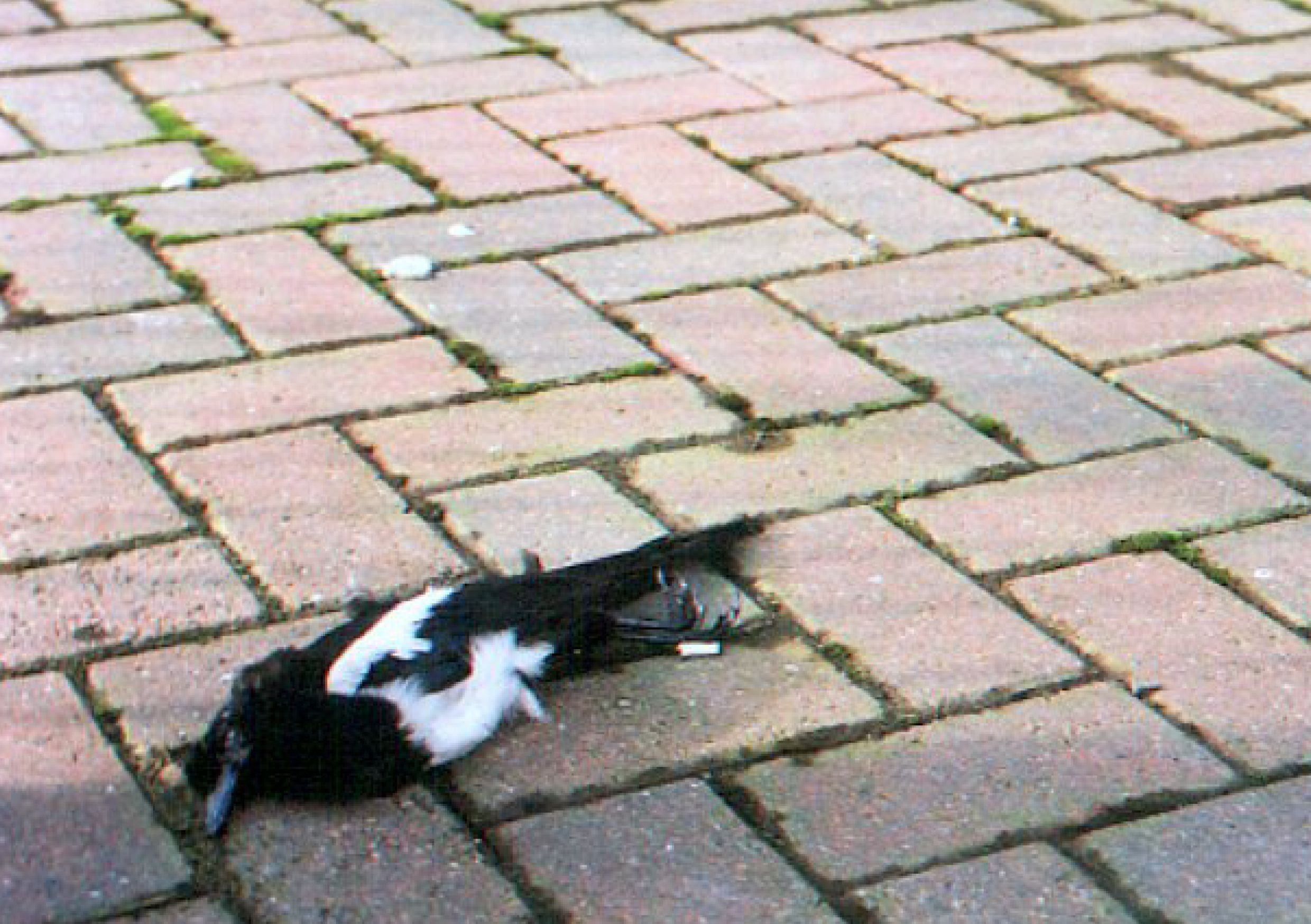 One for Sorrow