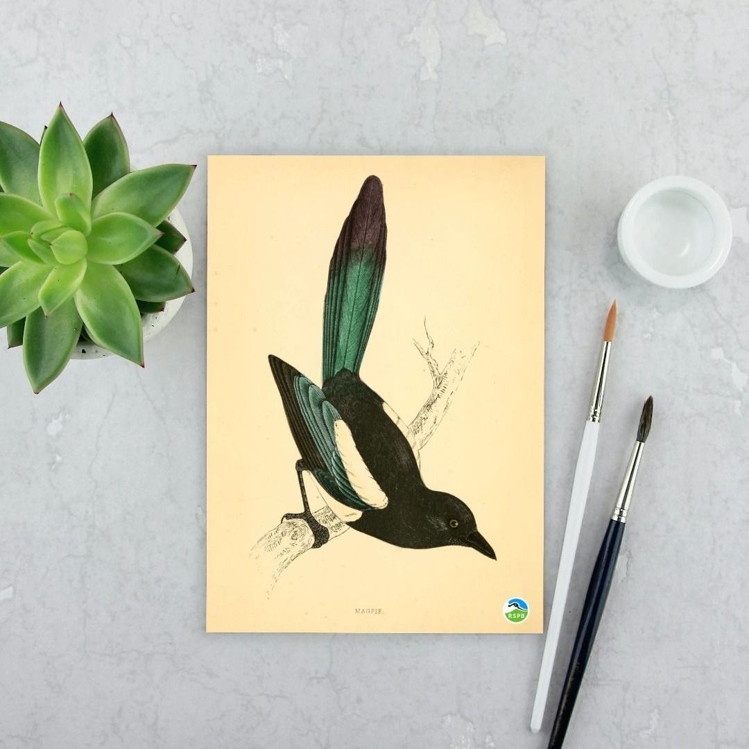 Magpie Art Print (Small)