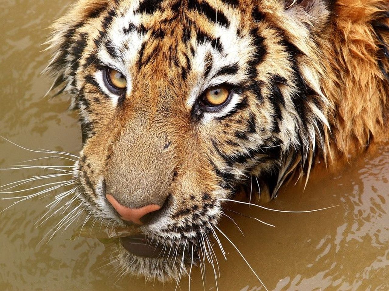 IFAW - Merchandise