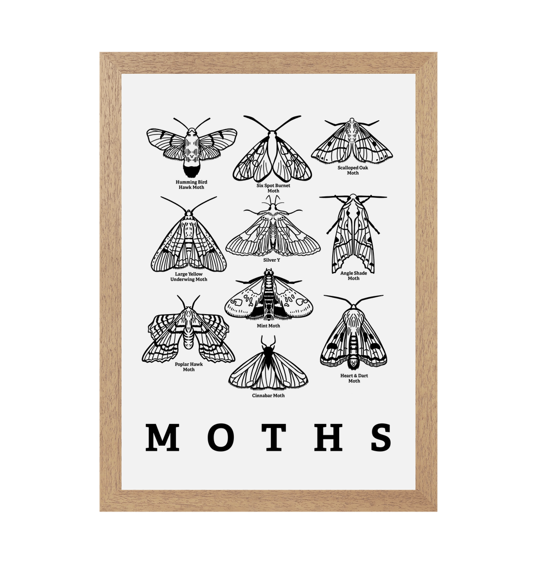 Moth Art Print | The Wildlife Trusts Shop
