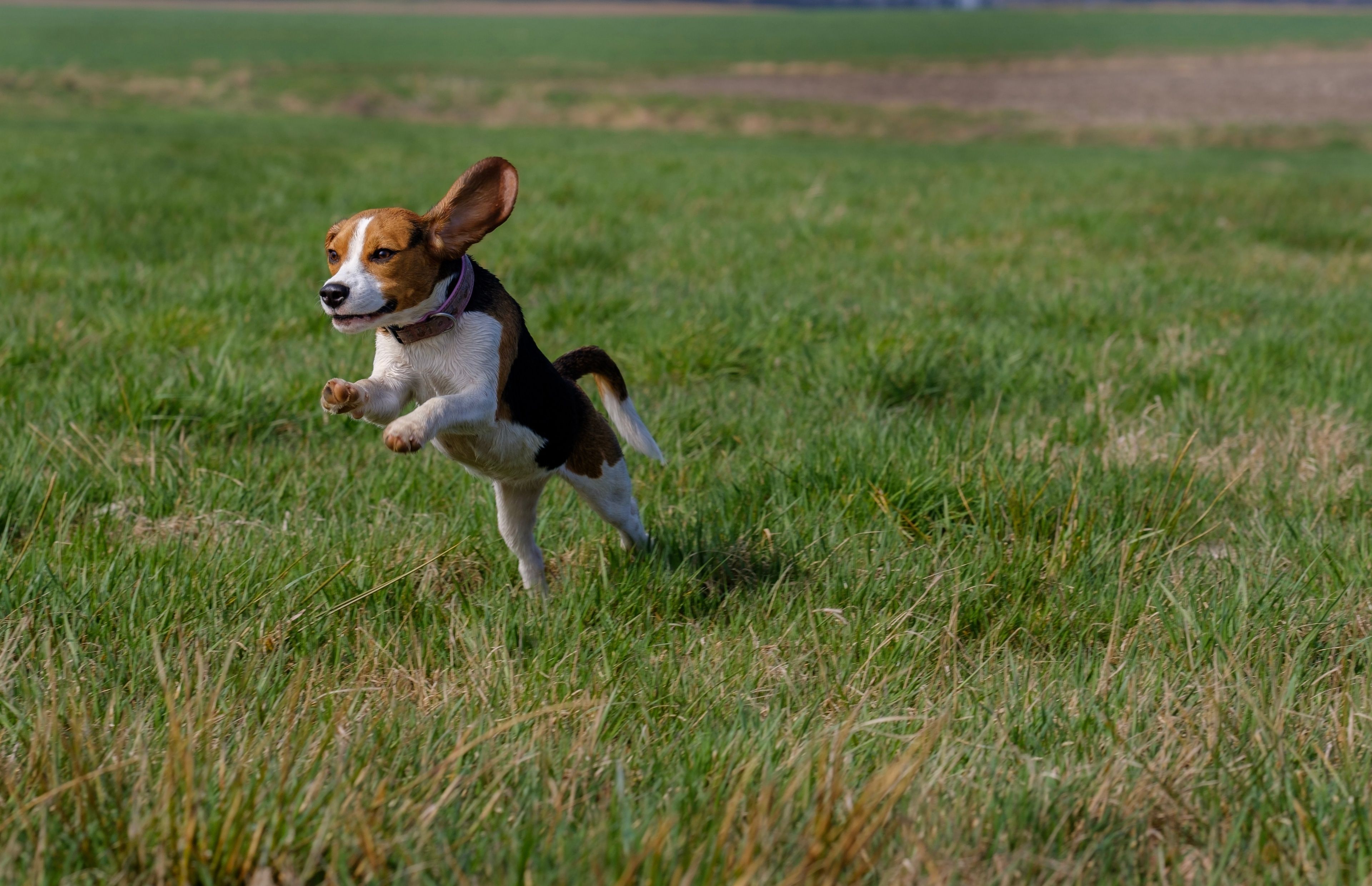 Dog Dictionary: What is a hooman?