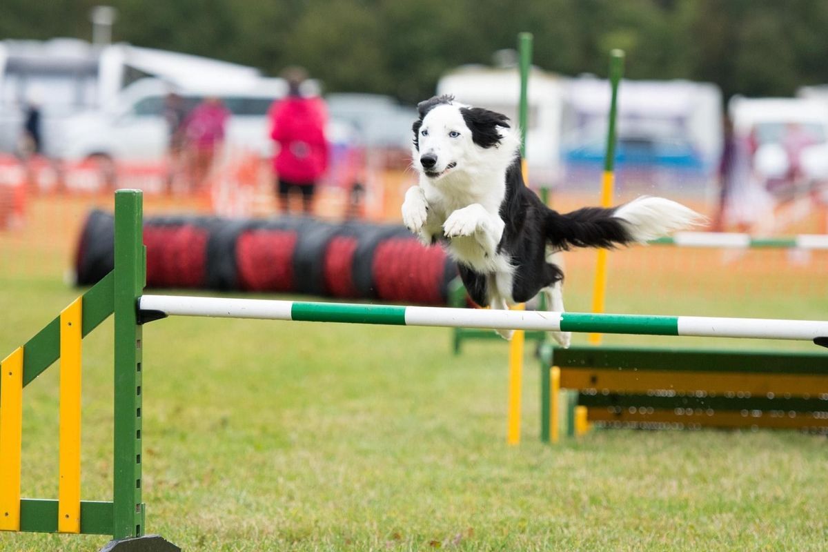Beyond Agility Shop