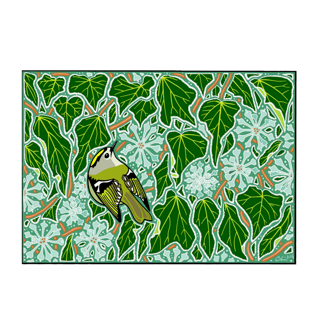 Colin Wilkinson Goldcrest Art Print (Small)