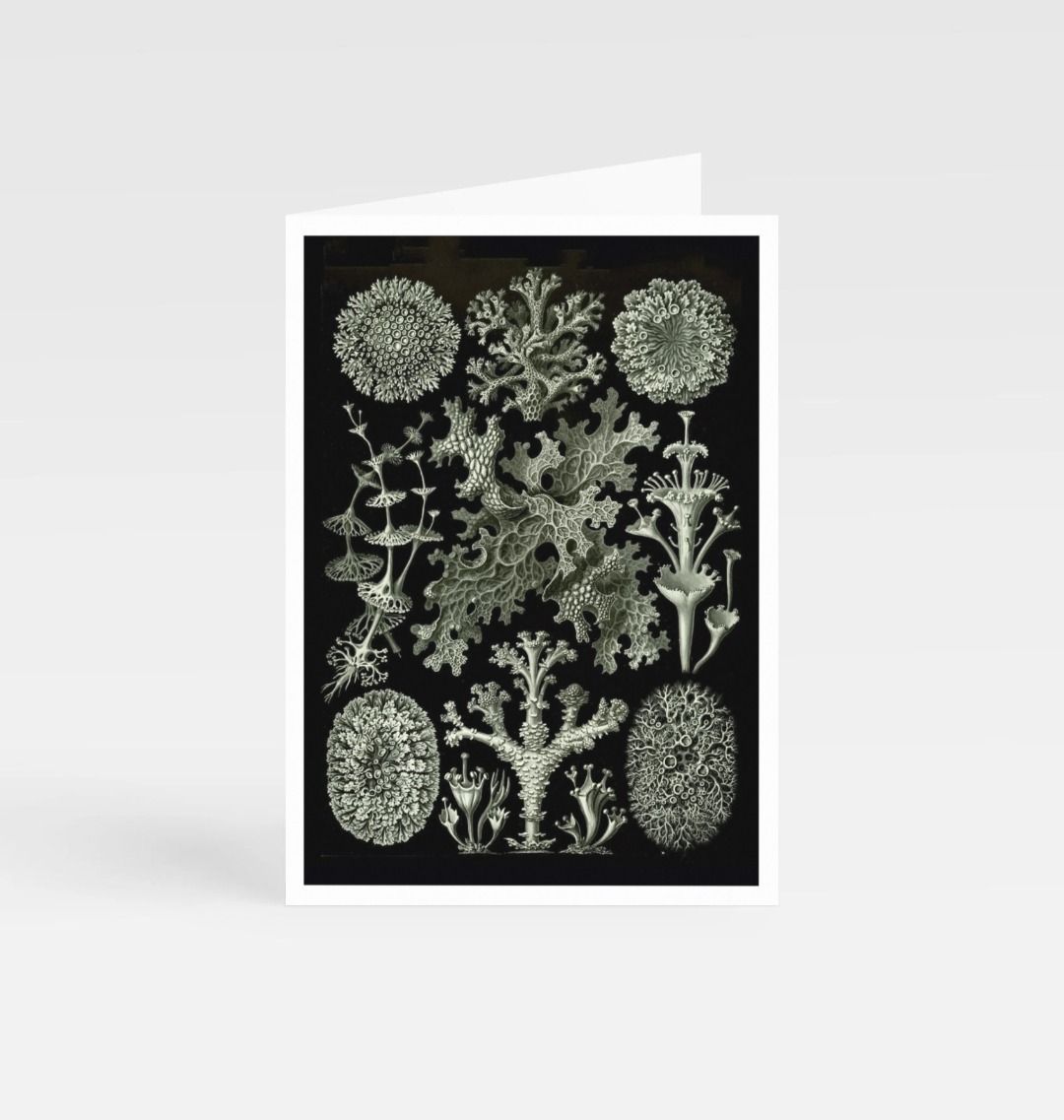 Lichen Lithograph Card