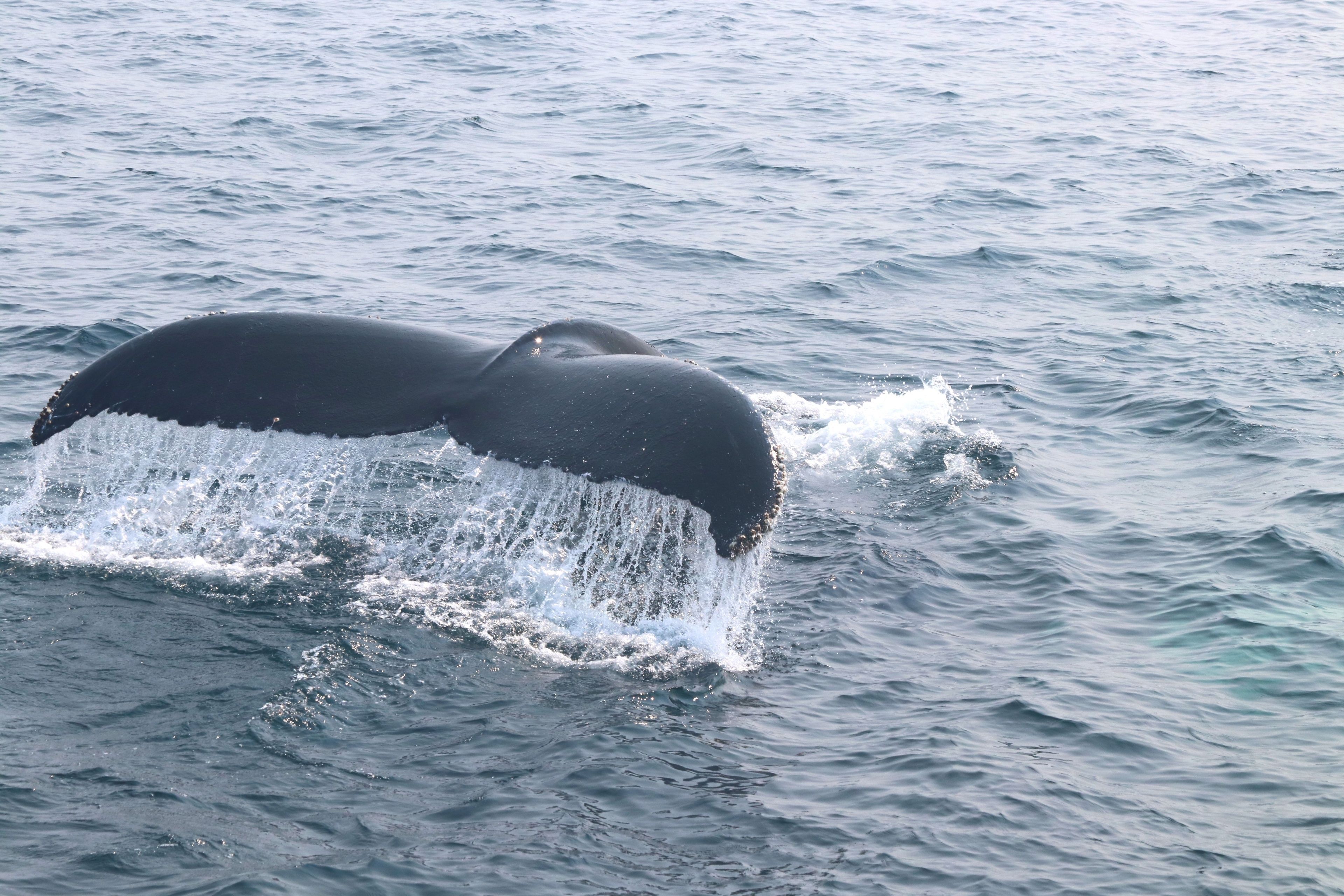 The Whale Store