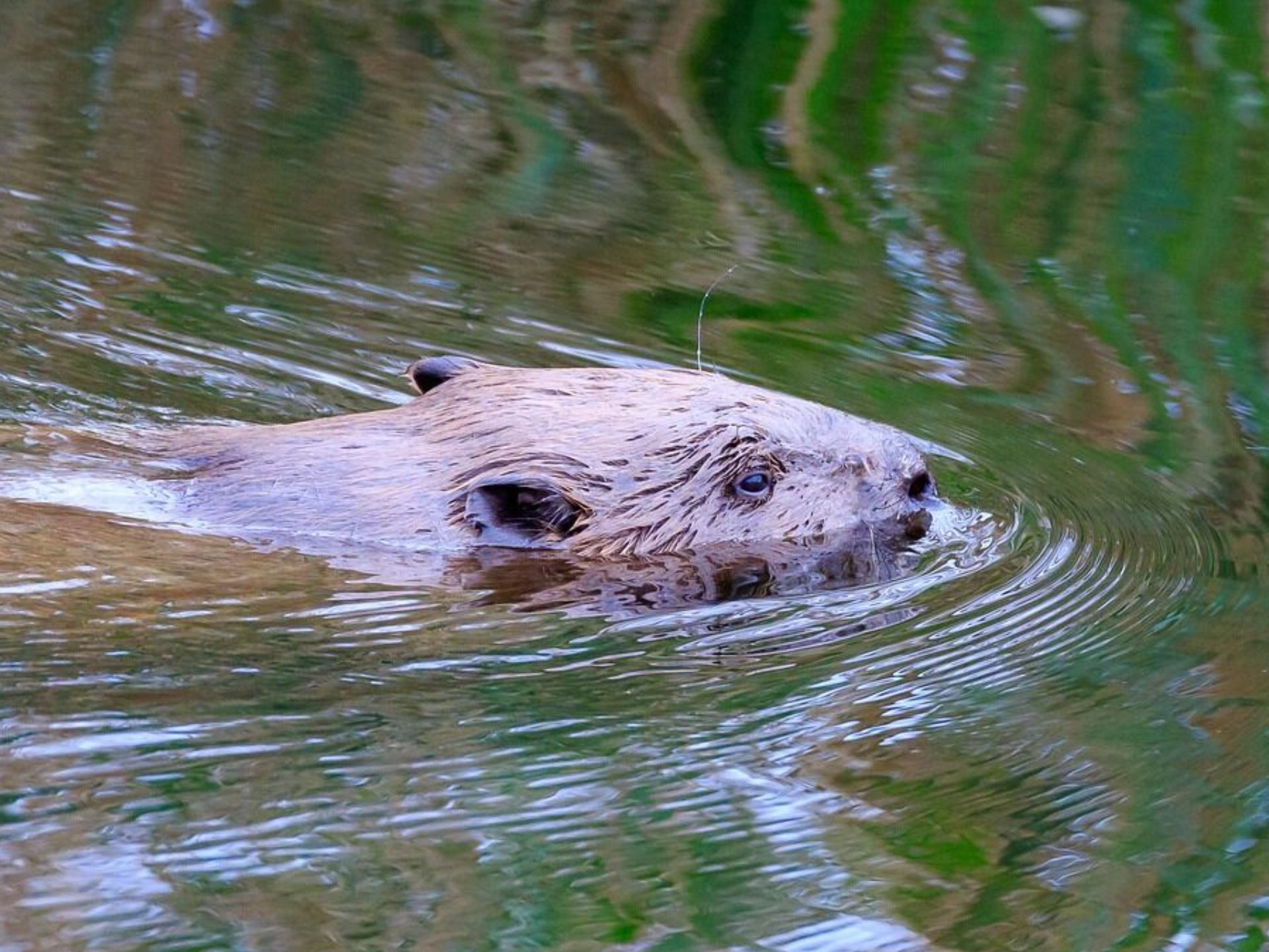 The Beavers are Back