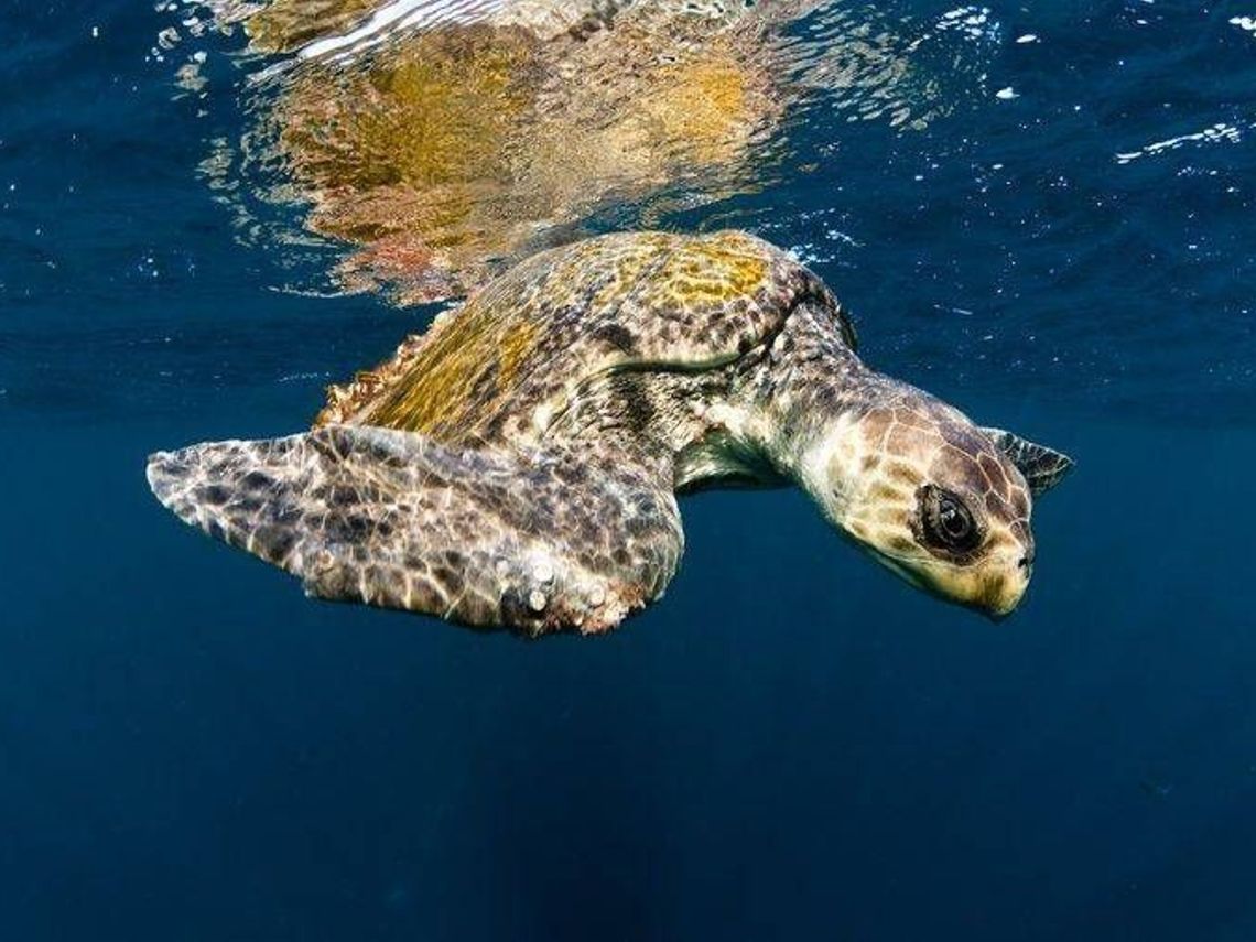 13 species of sea life found in the UK
