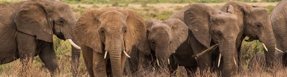Elephant Clothing | Elephant T-Shirts | Save the Elephants